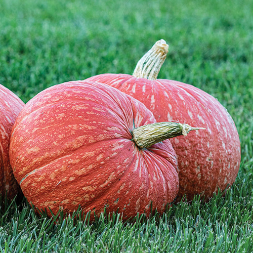 Red Eye Pumpkin seeds (treated) | Blue Pumpkin Seed Co