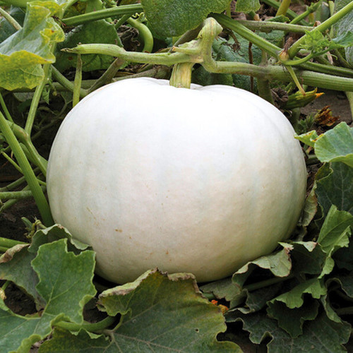 Crystal Star F1 Pumpkin seeds | Blue Pumpkin Seed Co