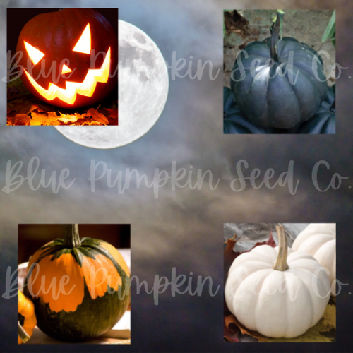Halloween seed mix | Blue Pumpkin Seed Co