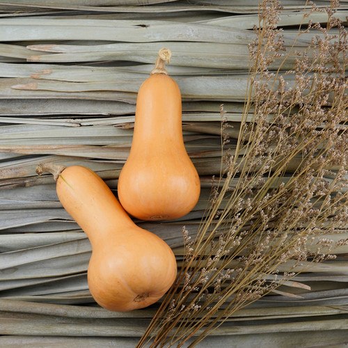 Butterbaby F1 Mini Butternut Squash | Blue Pumpkin Seed Co