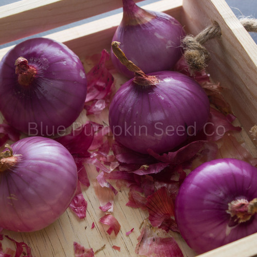 Red Creole Onion seeds | Blue Pumpkin Seed Co