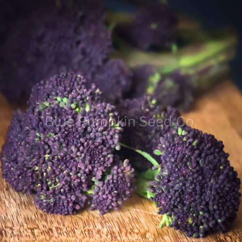Early Purple Sprouting Broccoli seeds | Blue Pumpkin Seed Co