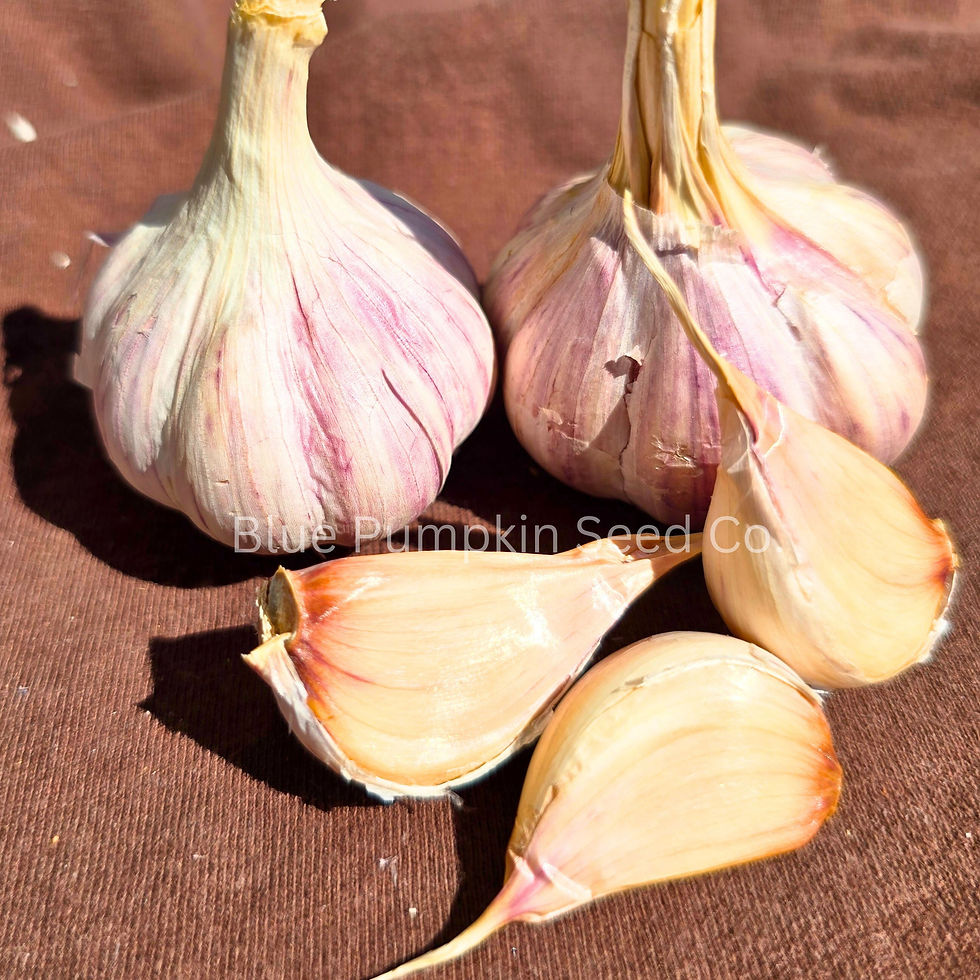 New! | Blue Pumpkin Seed Co