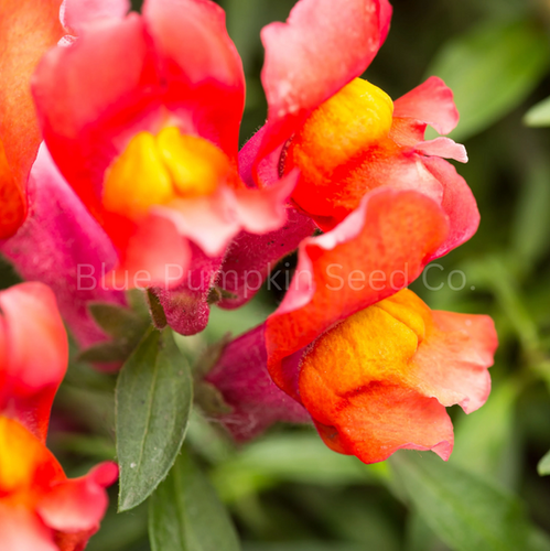 Apricot (F1) Floral Showers Snapdragon Seeds | Blue Pumpkin Seed Co