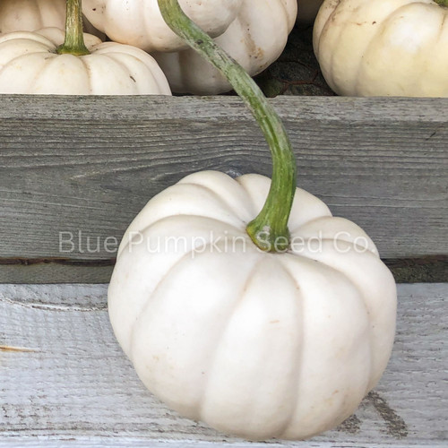 Casperita F1 Pumpkin seeds | Blue Pumpkin Seed Co
