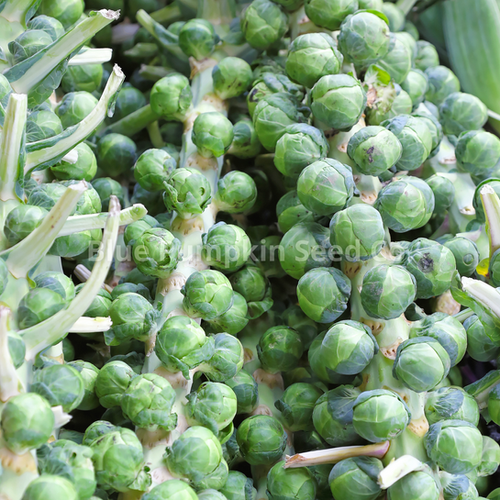 Catskill Brussels Sprout seeds | Blue Pumpkin Seed Co
