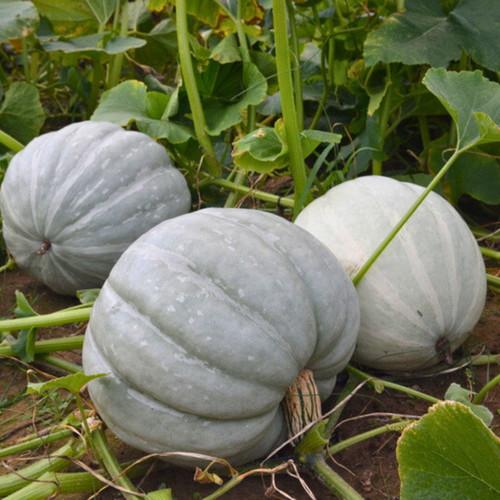 White Delight F1 Pumpkin seeds | Blue Pumpkin Seed Co