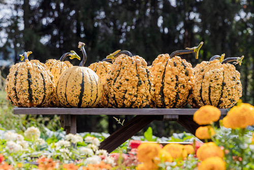 Kettle Corn F1 Pumpkin seeds | Blue Pumpkin Seed Co