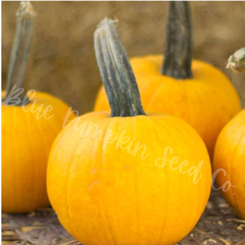 Sunlight F1 Pumpkin seeds | Blue Pumpkin Seed Co