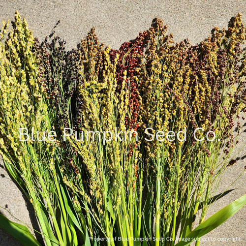 Broom Corn / Sorghum mixed color seeds | Blue Pumpkin Seed Co