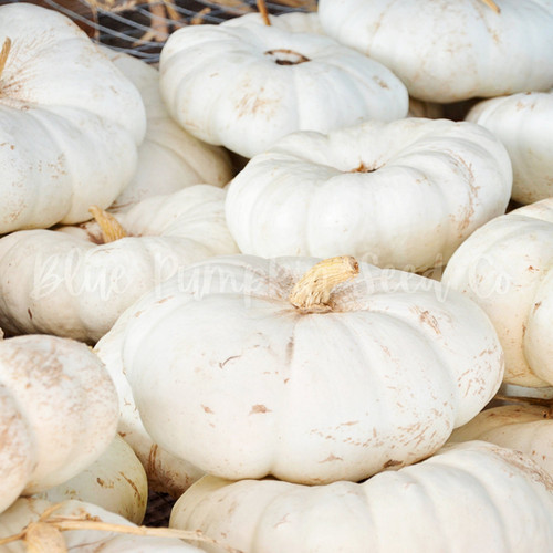 Flat Stacker (F1) Pumpkin seeds | Blue Pumpkin Seed Co