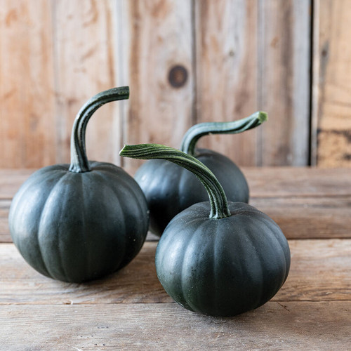 Black Bear F1 Pumpkin seeds | Blue Pumpkin Seed Co