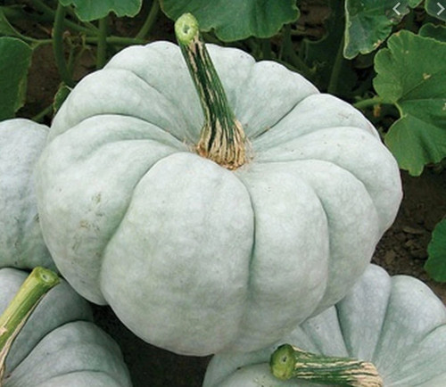 Blue Doll F1 pumpkin seeds | Blue Pumpkin Seed Co
