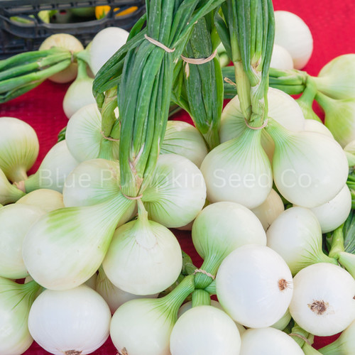 Walla Walla sweet onion seeds | Blue Pumpkin Seed Co