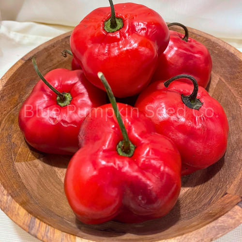 Peruvian Rocoto Chili seeds | Blue Pumpkin Seed Co