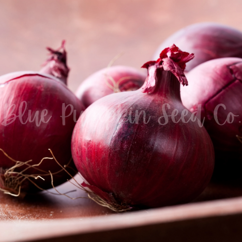 Desert Sunrise Red Onion (F1) seeds | Blue Pumpkin Seed Co