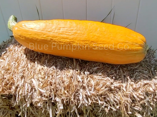 Gete Okosomin Squash seeds | Blue Pumpkin Seed Co
