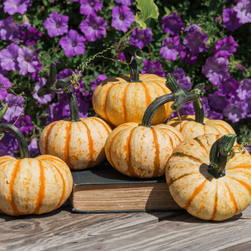 Orange Peel F1 Pumpkin seeds | Blue Pumpkin Seed Co