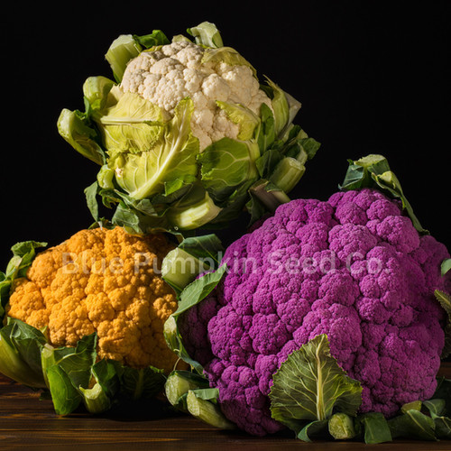 Colorful Cauliflower F1 seed mix | Blue Pumpkin Seed Co