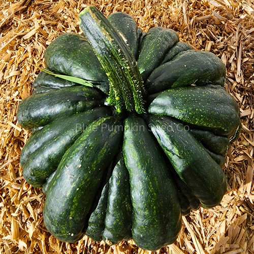 Guicoy pumpkin seeds (Rare) | Blue Pumpkin Seed Co