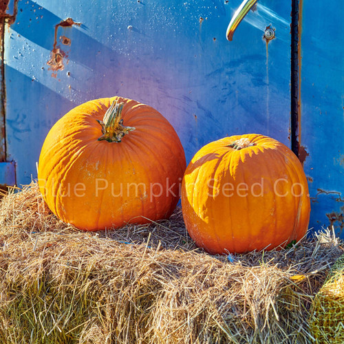 Connecticut Field Pumpkin seeds | Blue Pumpkin Seed Co