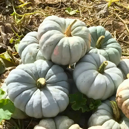 Mint Prince F1 Pumpkin seeds | Blue Pumpkin Seed Co