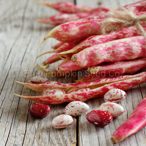 Shell Pinto Bean seeds | Blue Pumpkin Seed Co