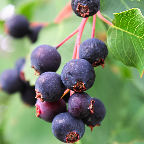 Saskatoon Serviceberry seeds | Blue Pumpkin Seed Co