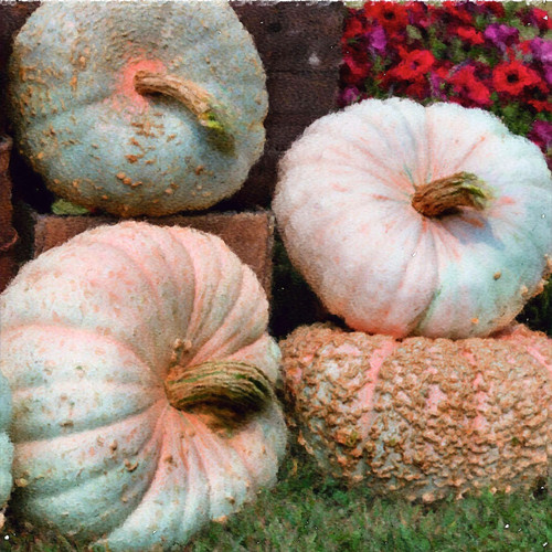 Funnel Cake (F1) Pumpkin seeds | Blue Pumpkin Seed Co