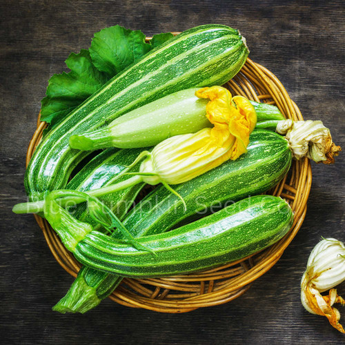 Costata Romanesco Zucchini Seeds | Blue Pumpkin Seed Co
