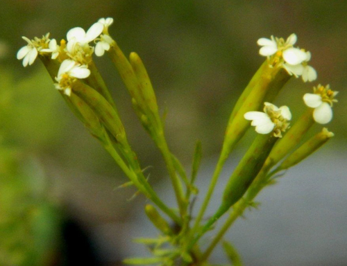 Peruvian Huacatay / Black Mint seeds | Blue Pumpkin Seed Co