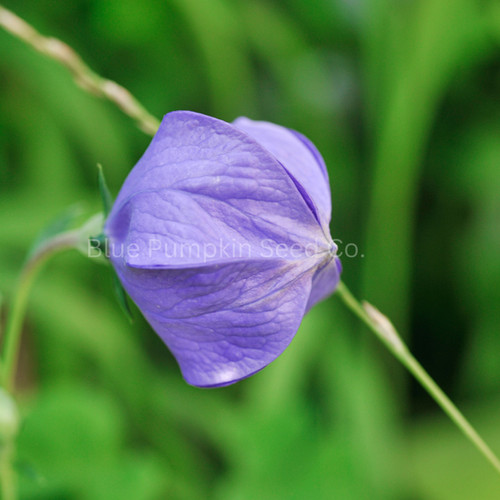 Balloon Flower seeds (Toraji) | Blue Pumpkin Seed Co
