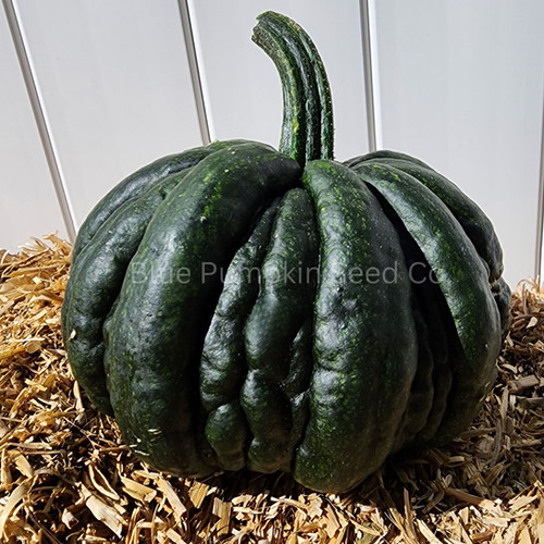 Guicoy pumpkin seeds (Rare) | Blue Pumpkin Seed Co