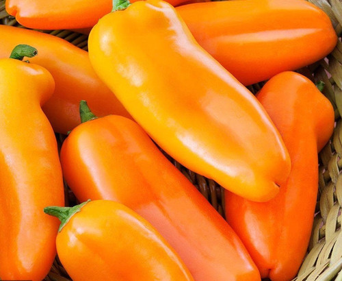 Glow F1 Pepper seeds | Blue Pumpkin Seed Co