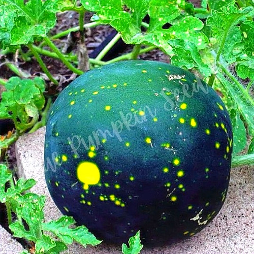 Moon and Stars Watermelon seeds | Blue Pumpkin Seed Co