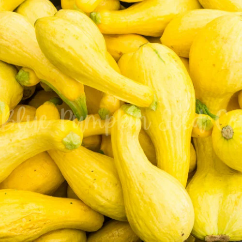 Yellow Crookneck Squash seeds | Blue Pumpkin Seed Co