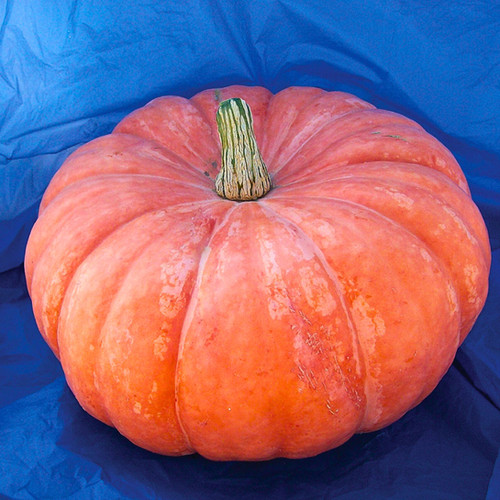 Shadow Moon F1 Pumpkin seeds | Blue Pumpkin Seed Co