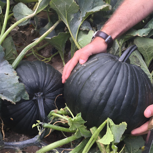 Dark Knight F1 Pumpkin seeds | Blue Pumpkin Seed Co