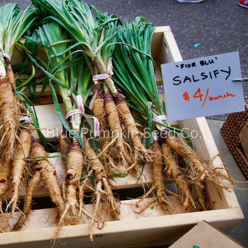Sandwich Island Salsify seeds | Blue Pumpkin Seed Co