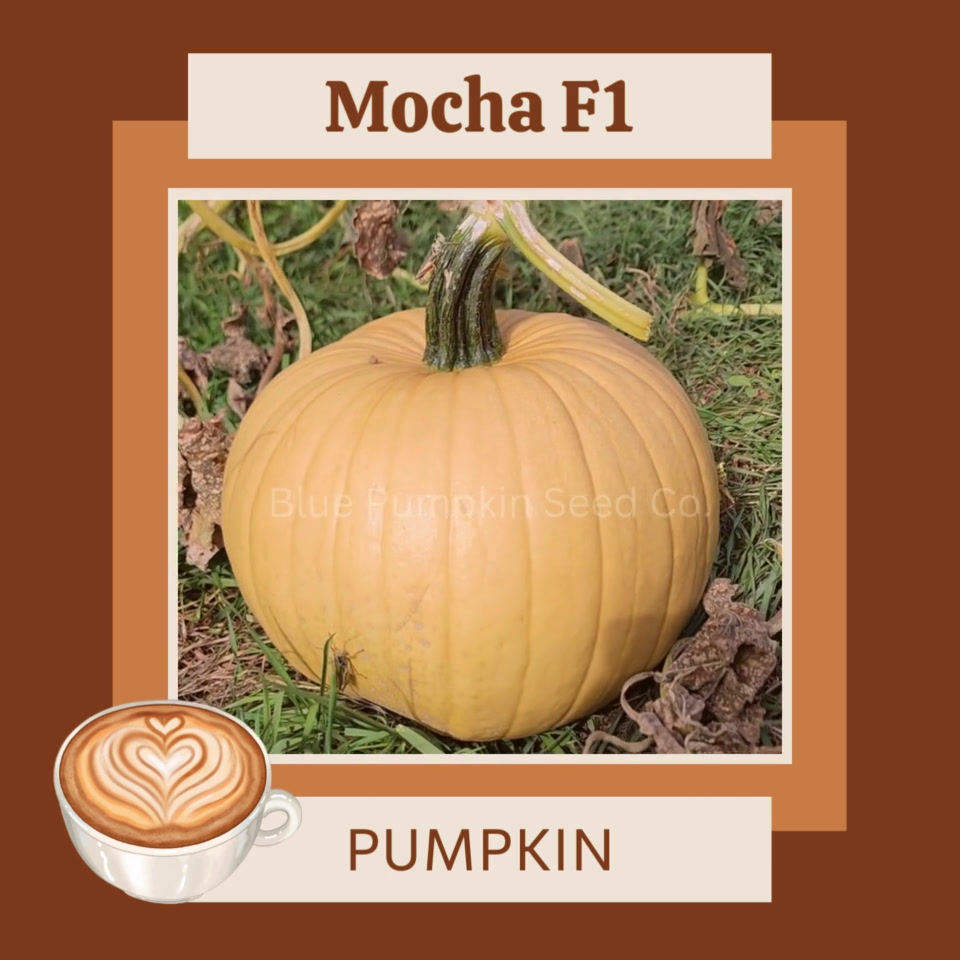 Pumpkin | Blue Pumpkin Seed Co 3/5