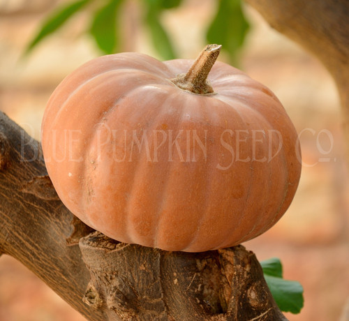 Autumn Buckskin (F1) Pumpkin seeds | Blue Pumpkin Seed Co