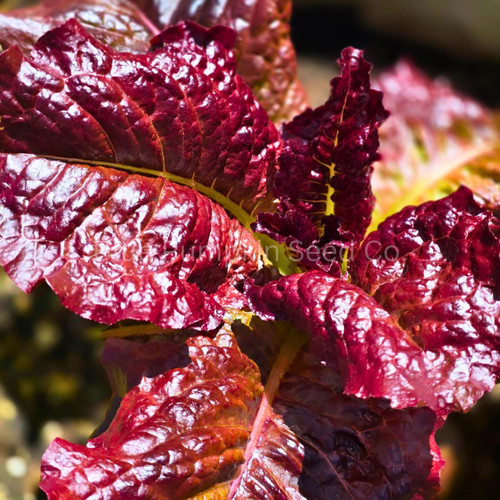 Merlot Lettuce seeds | Blue Pumpkin Seed Co