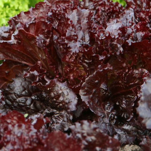 Merlot Lettuce seeds | Blue Pumpkin Seed Co