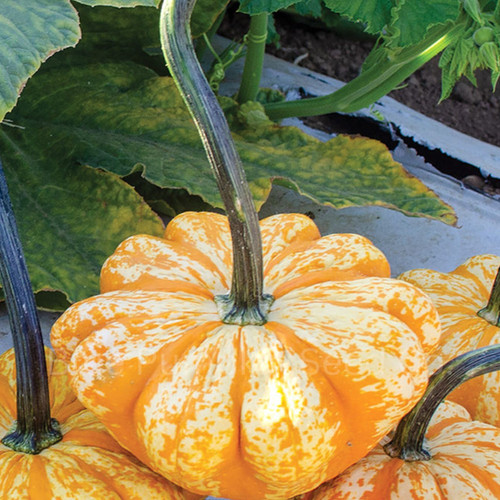 Sunrise F1 pumpkin seeds | Blue Pumpkin Seed Co