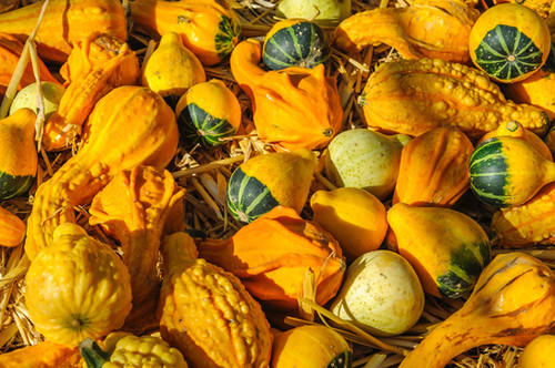 Mini gourd seed mix | Blue Pumpkin Seed Co