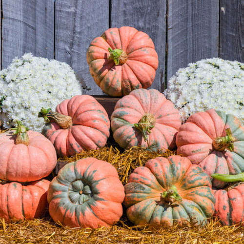 Rascal F1 Pumpkin seeds | Blue Pumpkin Seed Co