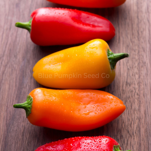Lunchbox Sweet Pepper seed mix (Organic) | Blue Pumpkin Seed Co