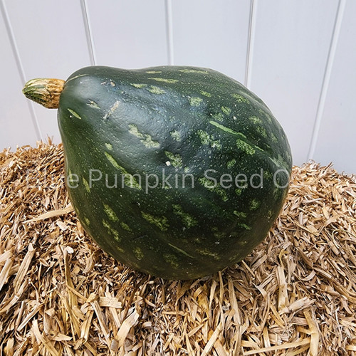 Chicago Warted Hubbard Squash seeds | Blue Pumpkin Seed Co