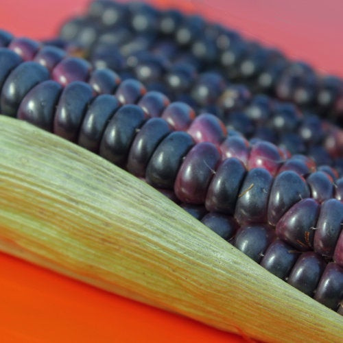 Hooker's Sweet Corn seeds | Blue Pumpkin Seed Co
