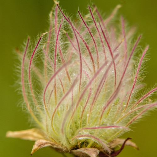 Prairie Smoke Flower Seeds | Blue Pumpkin Seed Co